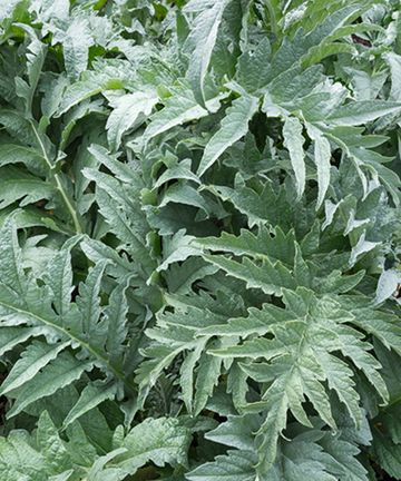 How to grow cardoons: an expert guide to these colossal plants | Homes ...