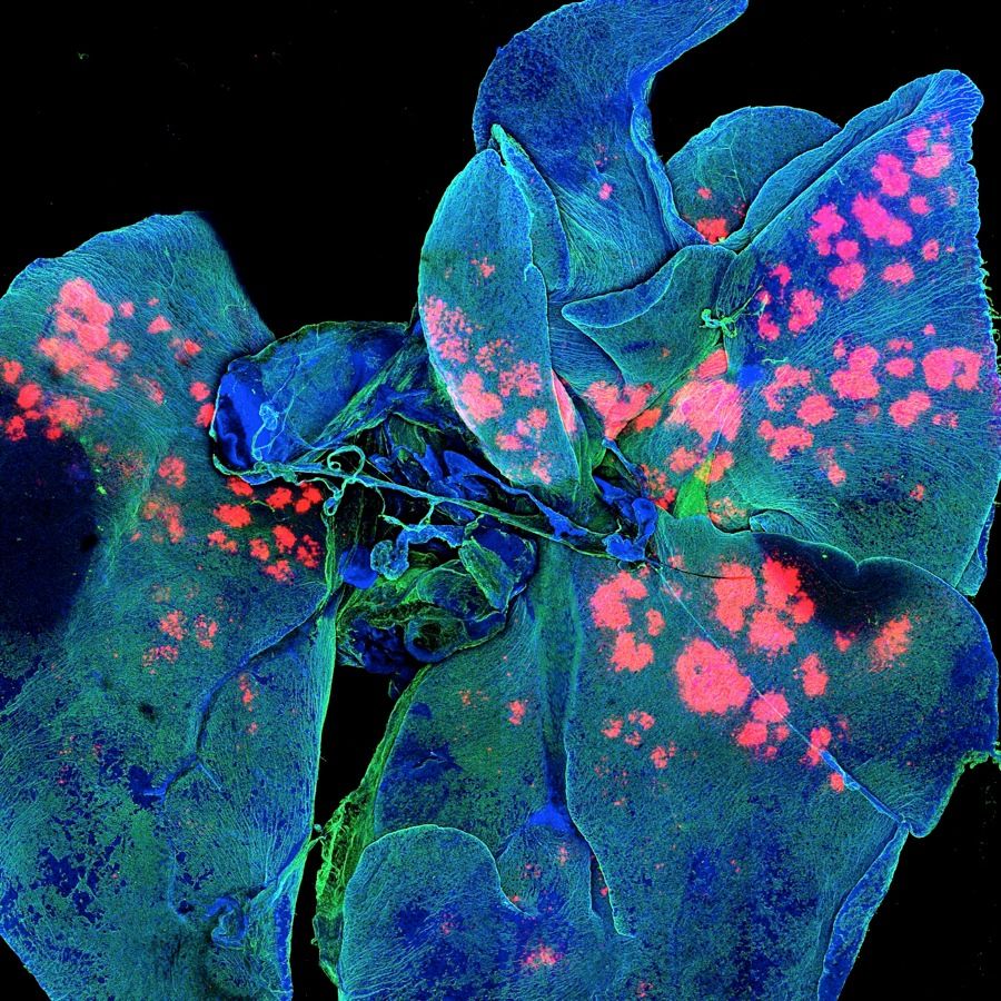 Stunning Photos Reveal Beauty in Medicine | Live Science