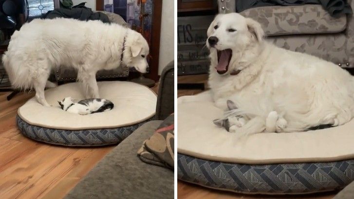 Cheeky dog sits on cat after feisty feline dares to nab his bed | PetsRadar