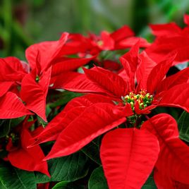 Tips & Information about Poinsettia | Gardening Know How