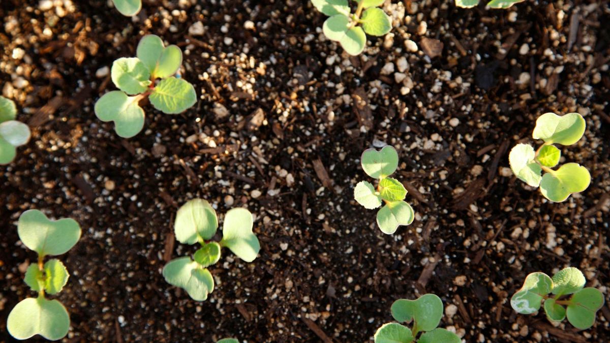 What is vermiculite? An expert guide | Homes and Gardens