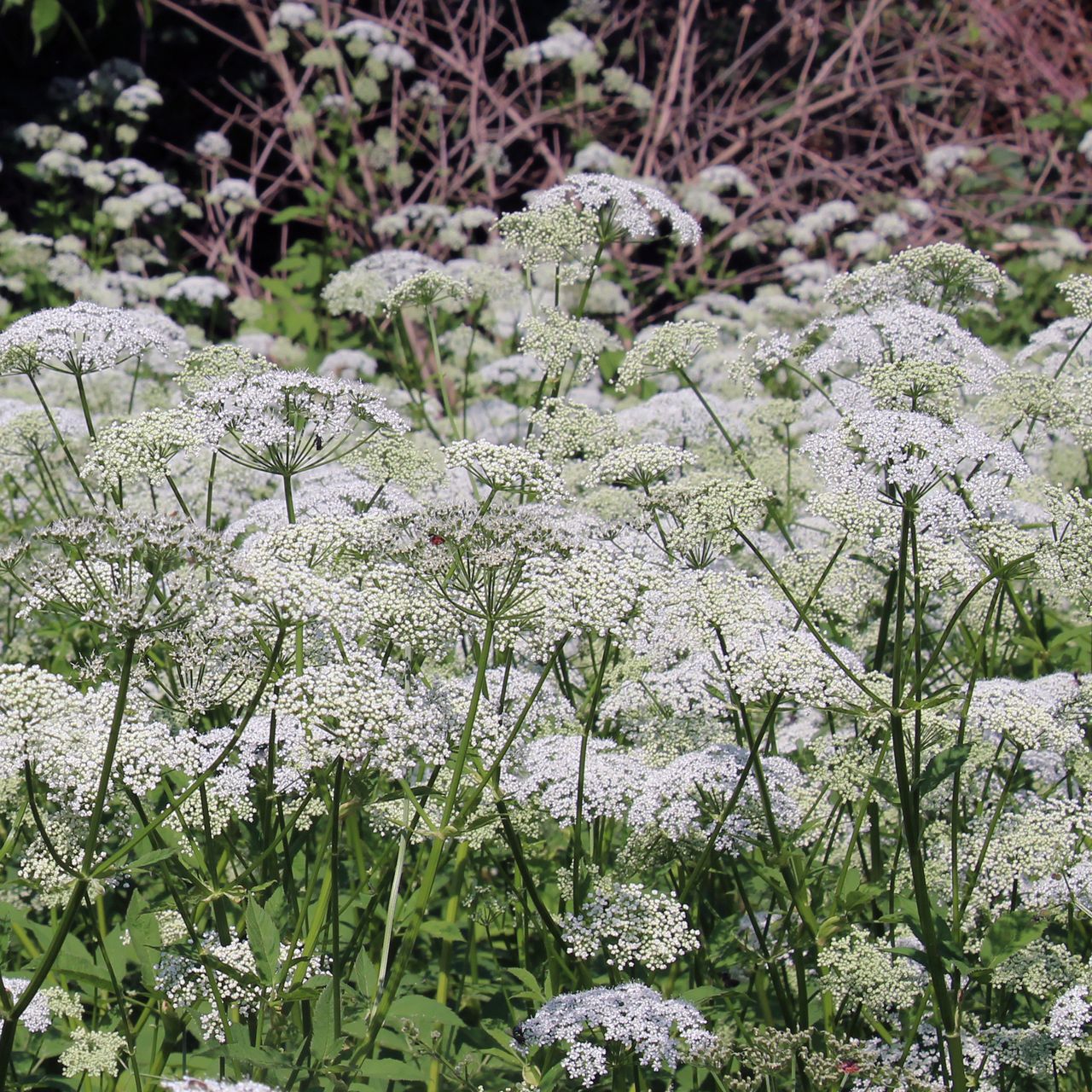 Should you get rid of ground elder? Experts weigh in | Ideal Home