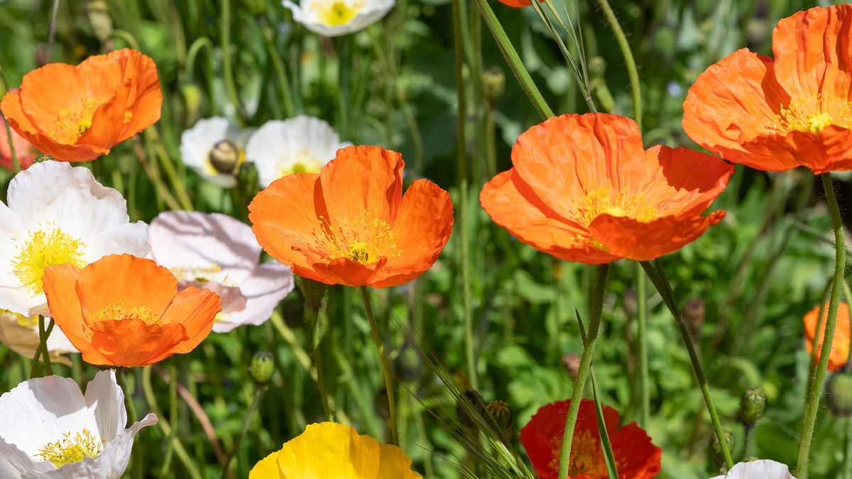 7 best flowers to plant in September — advice from garden experts | Tom ...