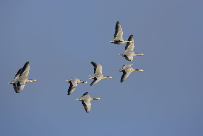 How High Can Birds Fly? | Live Science