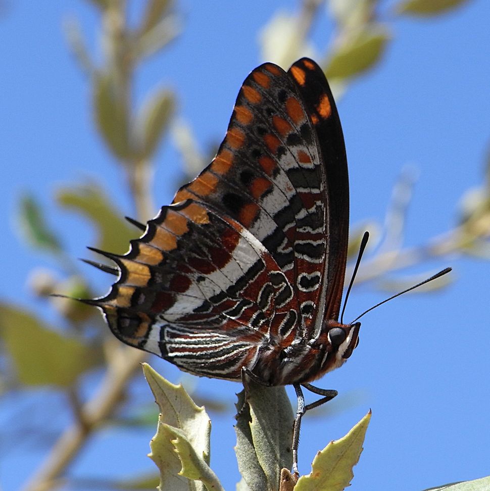 Endagered Species Images | IUCN Red List Images | Live Science