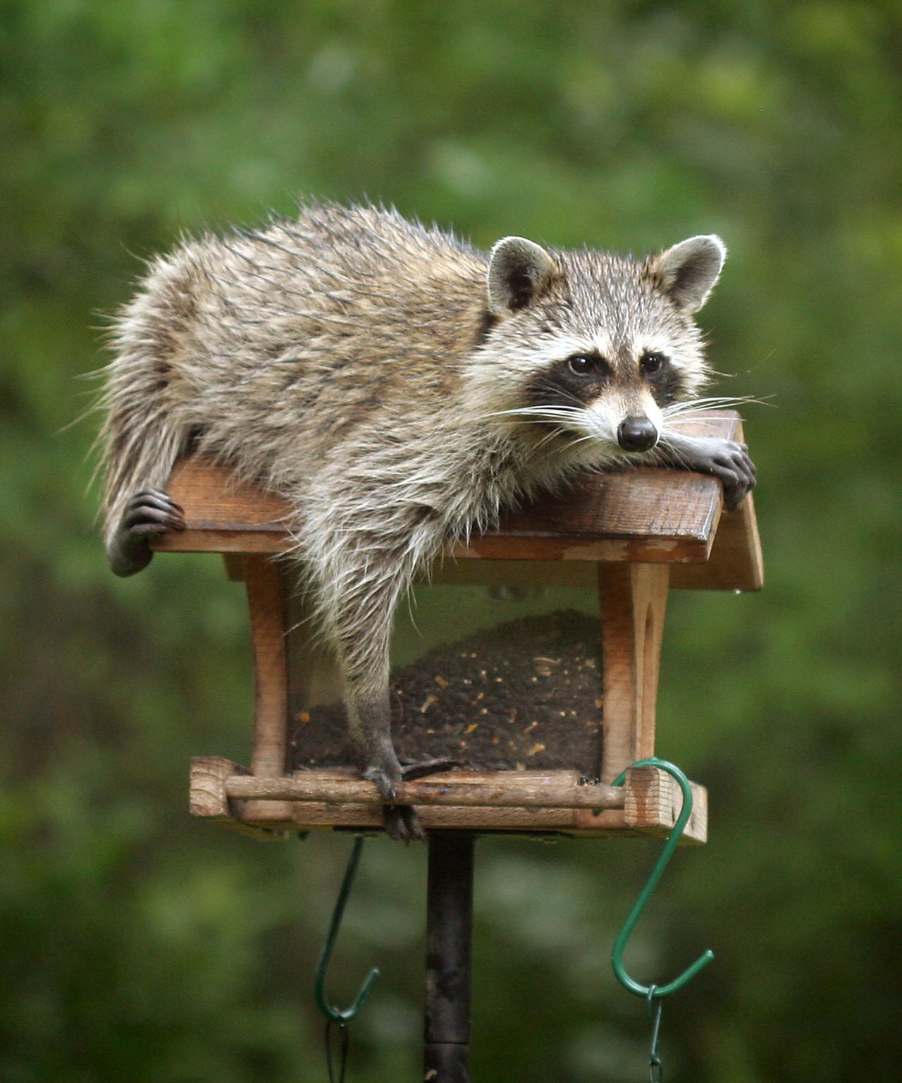 How to keep raccoons away from your backyard or porch | Real Homes