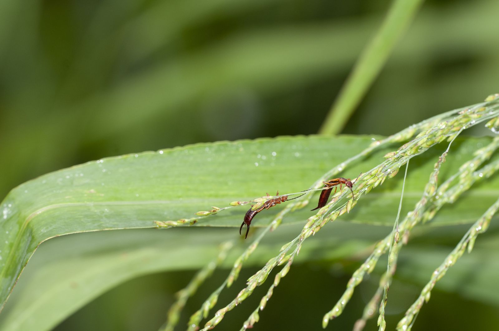 How to Get Rid of Earwigs — and Prevent Them Coming Back | Livingetc