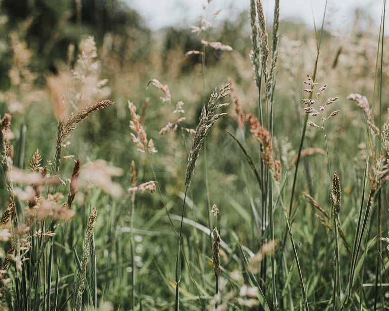 How to get rid of chiggers: easy tips to beat the bugs | Gardeningetc