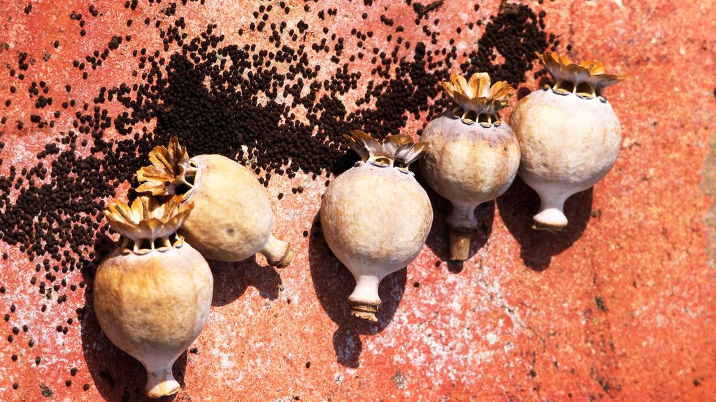 Can you get high from poppy seeds? | Live Science