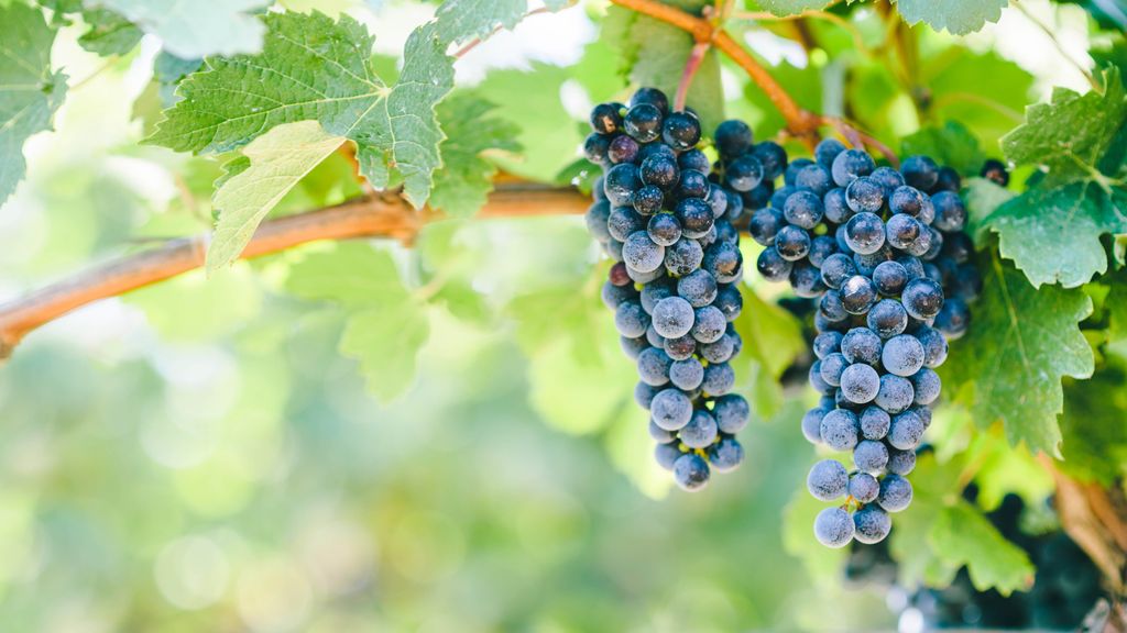 How to prune grapevines and when to do it | Tom's Guide