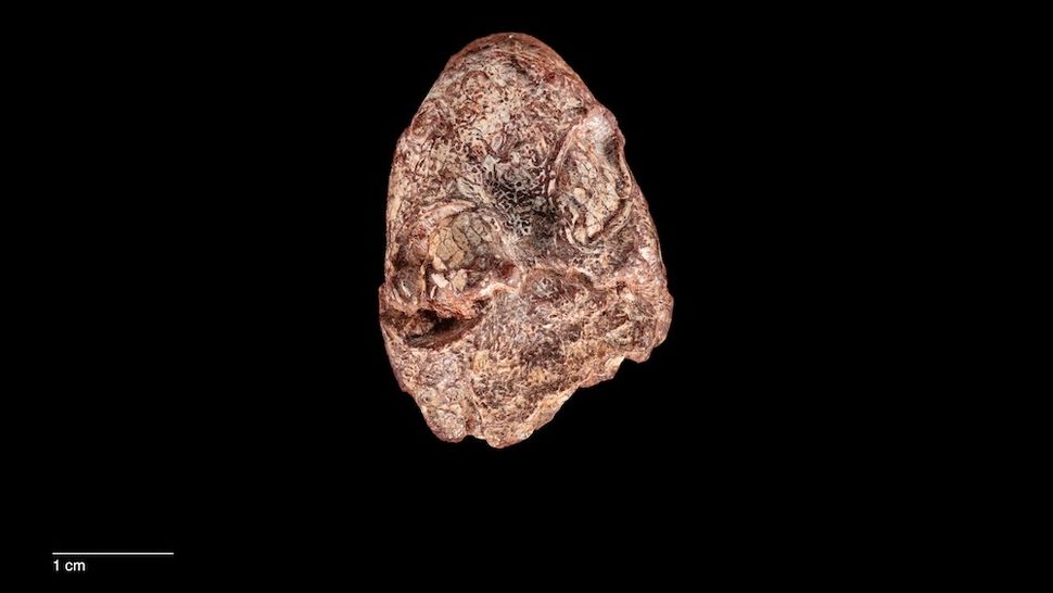 270 million-year-old fossil named after Kermit the Frog | Live Science