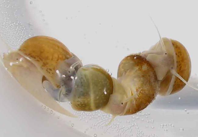 Snails News - all the latest about Snails - Page 4 | Live Science
