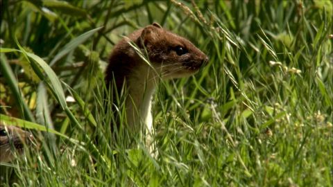 Springwatch 2025: release date, hosts, interviews and all we know ...