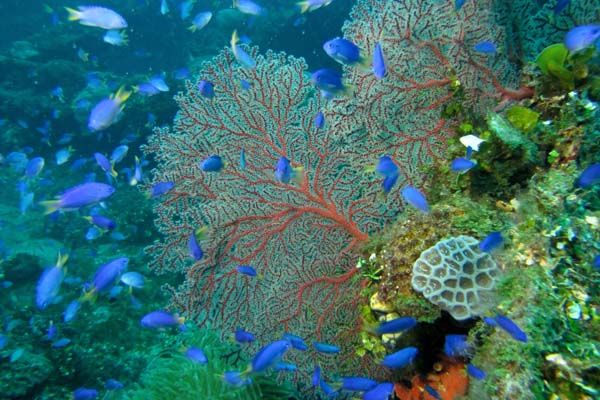 What Are Coral Reefs? | Live Science
