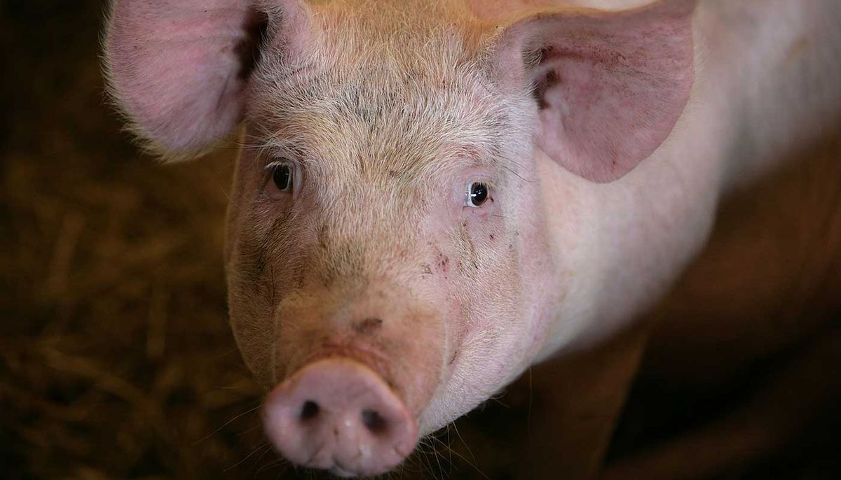 Why everyone’s talking about swine fever | The Week