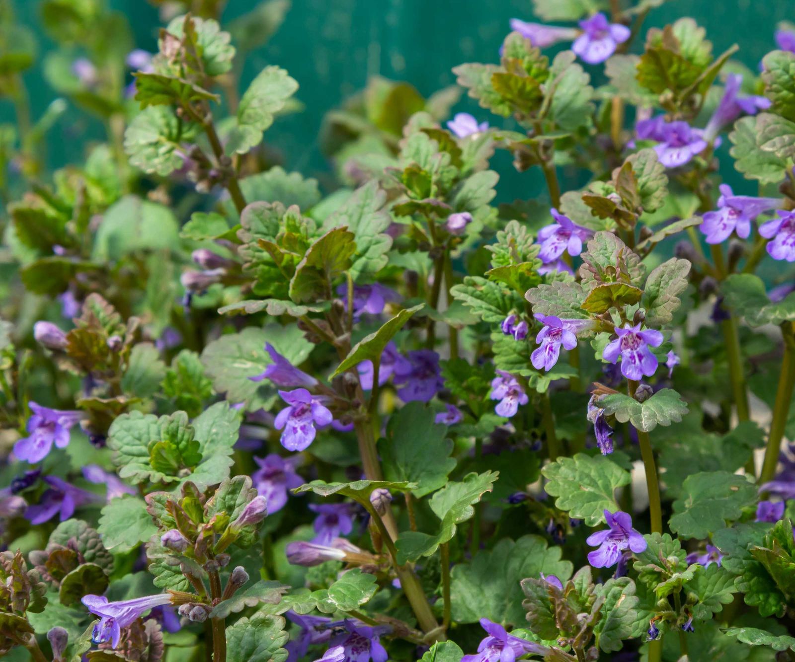 How to get rid of creeping Charlie: 6 tips for ground ivy | Homes and ...
