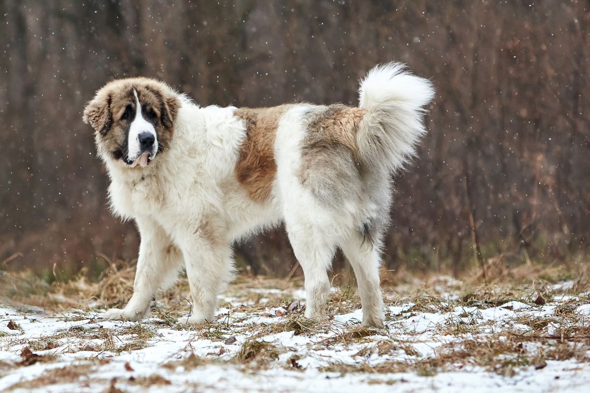 11 different types of Mastiff breeds from across the world | PetsRadar