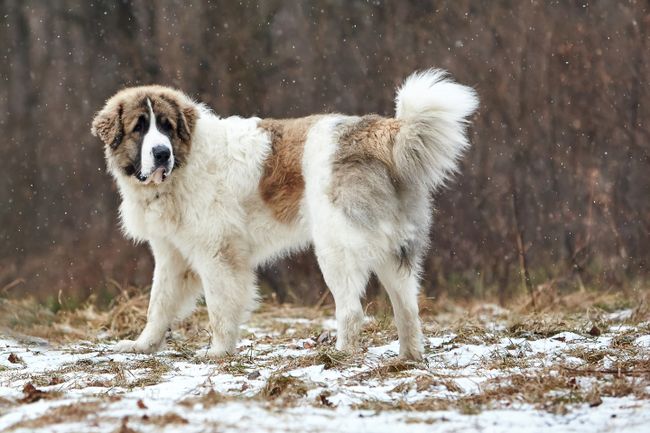 11 different types of Mastiff breeds from across the world | PetsRadar