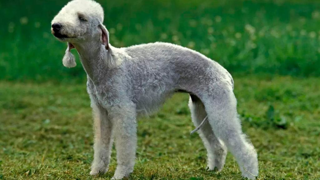 Rarest dog breeds: 25 canine companions you’ve probably never heard of ...