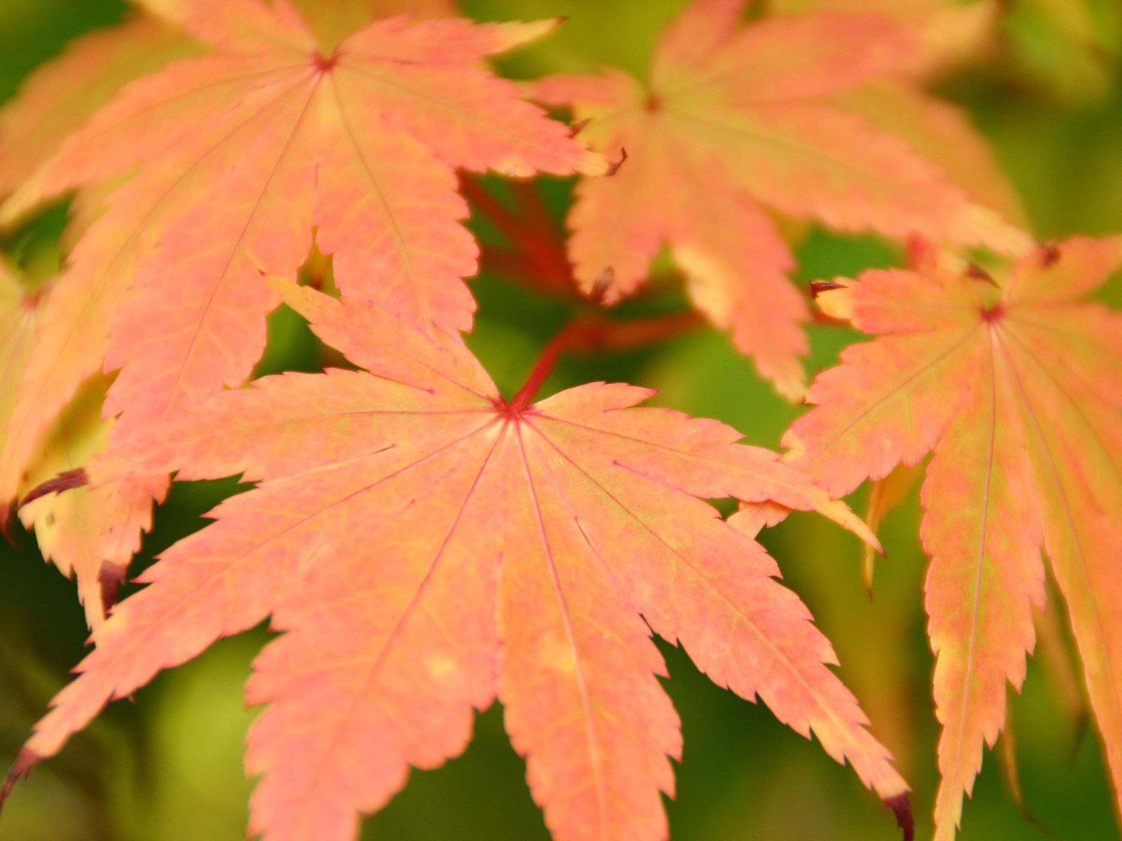 Which maple trees have the best color in fall? | Livingetc