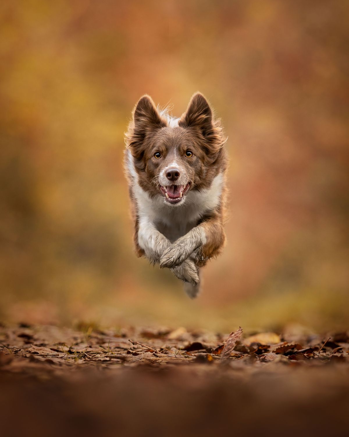 What's the key to dog photography? "The main thing is to pay the dog ...