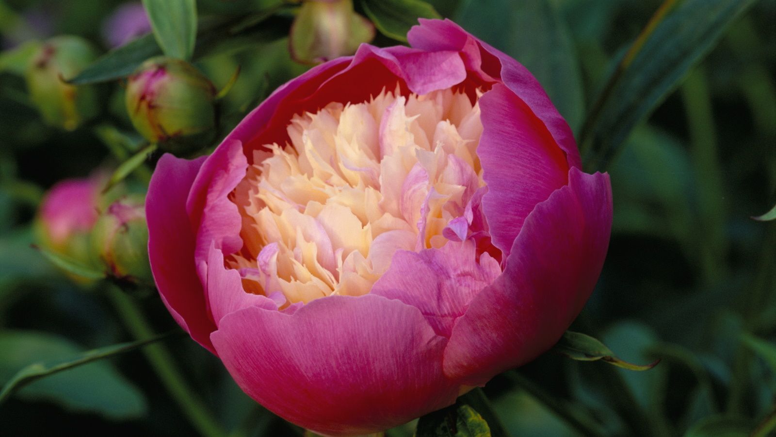 Peony pests and problems: expert advice for better blooms