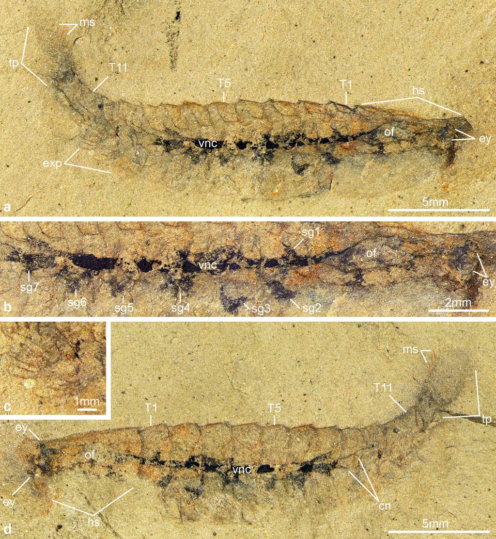 Fossilized Brains Found in Ancient Bug-Like Creatures | Live Science