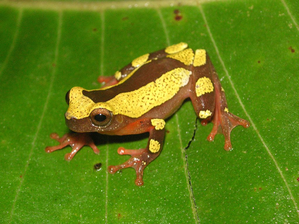 So Cute! 2 New 'Clown' Frog Species Discovered in the Amazon | Live Science