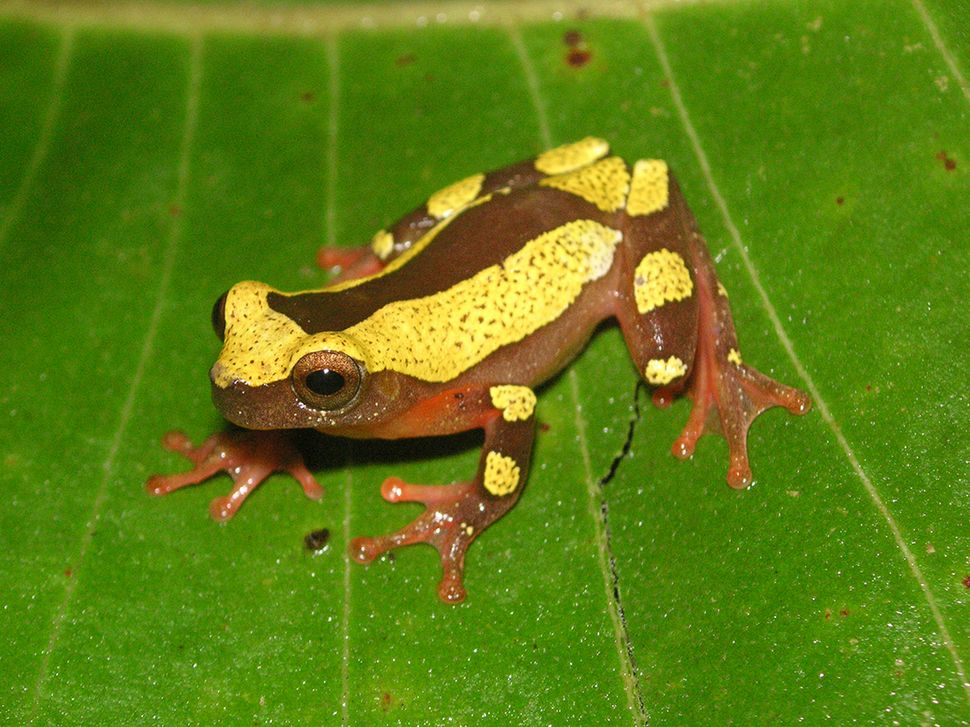 So Cute! 2 New 'Clown' Frog Species Discovered in the Amazon | Live Science