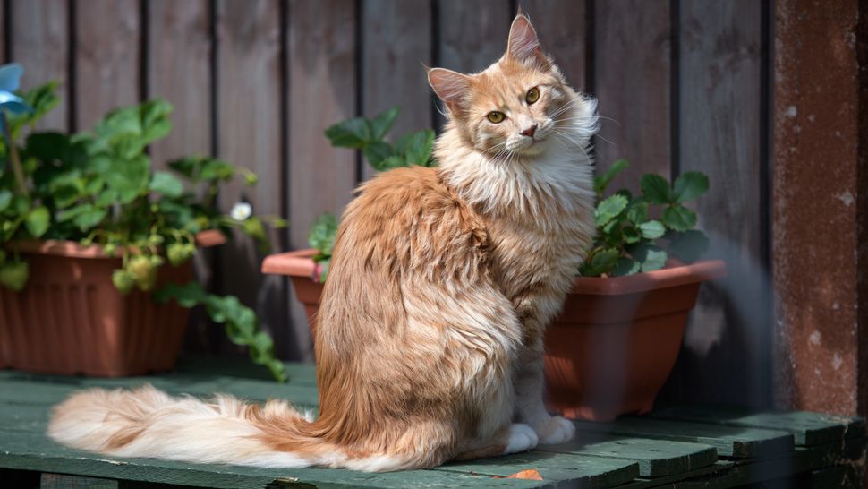 32 cat breeds with the biggest meows | PetsRadar
