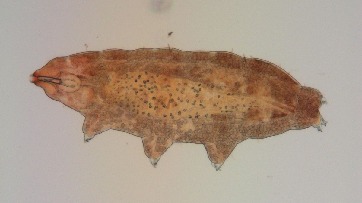 Adorable tardigrades fight UV rays with glowing shield | Live Science