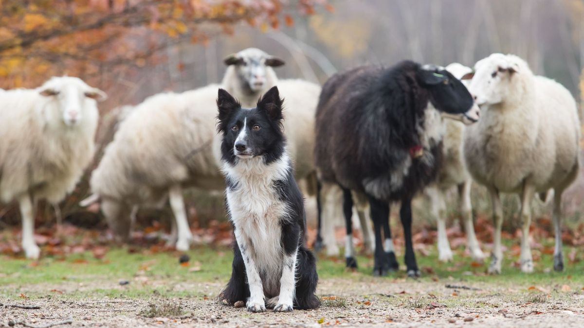 Smartest dog breeds: The official scientific top 10 rankings | PetsRadar