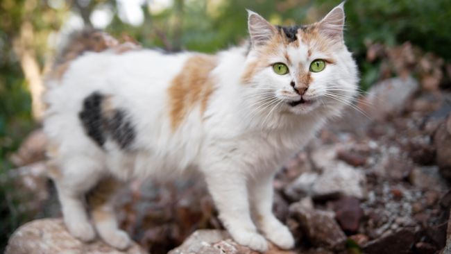 What to feed a stray cat | PetsRadar