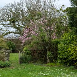 How to remove ivy from a house | Ideal Home