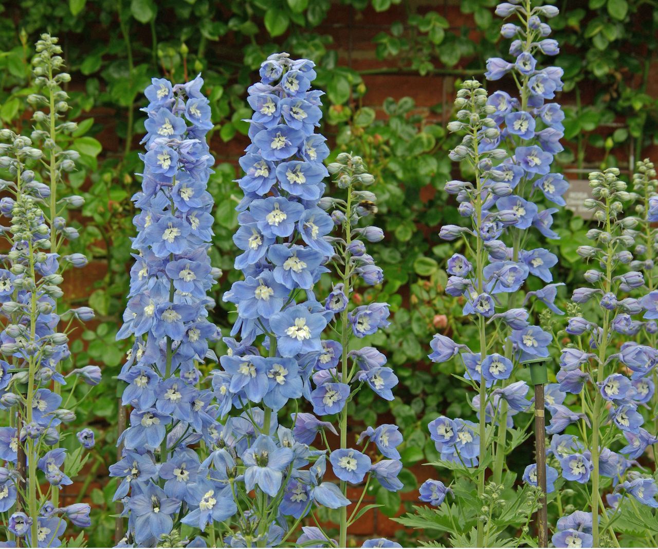 Types of delphiniums: 14 beautiful varieties for your yard | Homes and ...