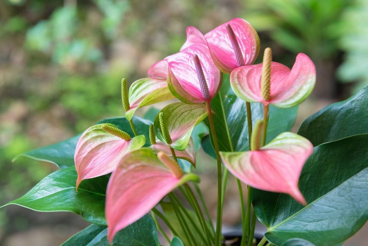 Splitting Anthurium Plants - Learn How To Divide An Anthurium Plant ...