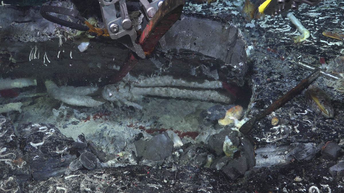 Ghostly white giant worms appear to be reproducing under the seafloor ...