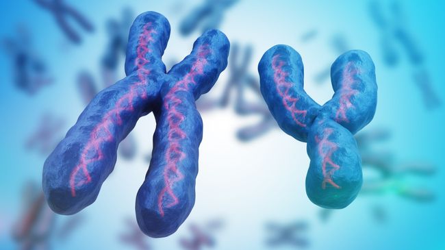 Chromosomes: Facts about our genetic storerooms | Live Science