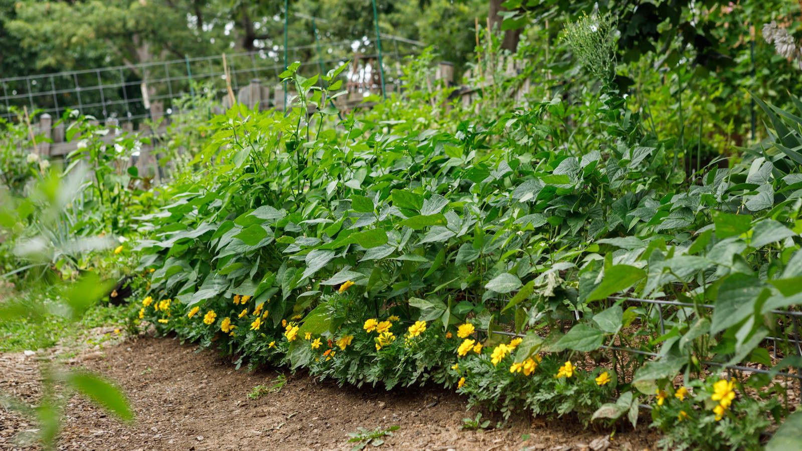 What is intercropping? Tips from an experienced vegetable grower ...