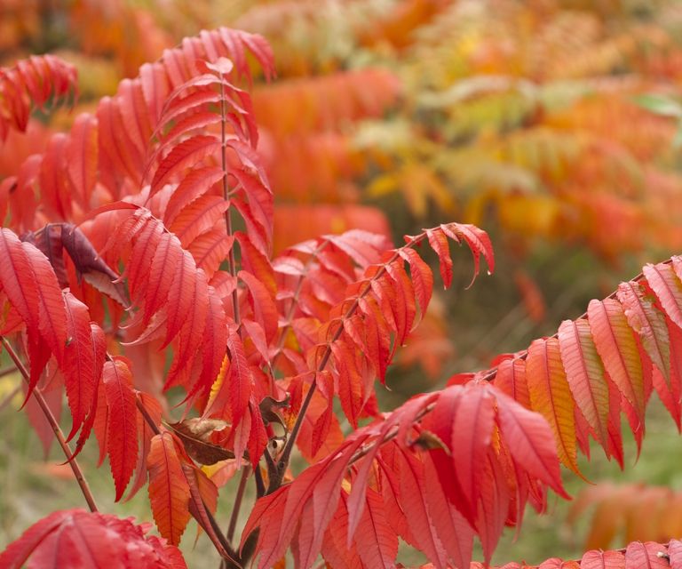 5 toxic and poisonous trees that gardeners should know about | Homes ...