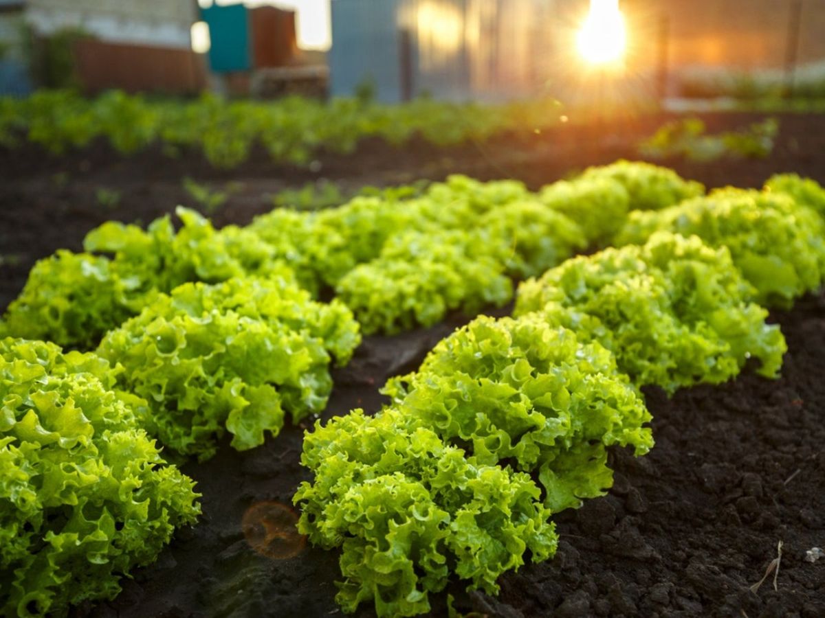 Growing Conditions For Vegetables | Gardening Know How