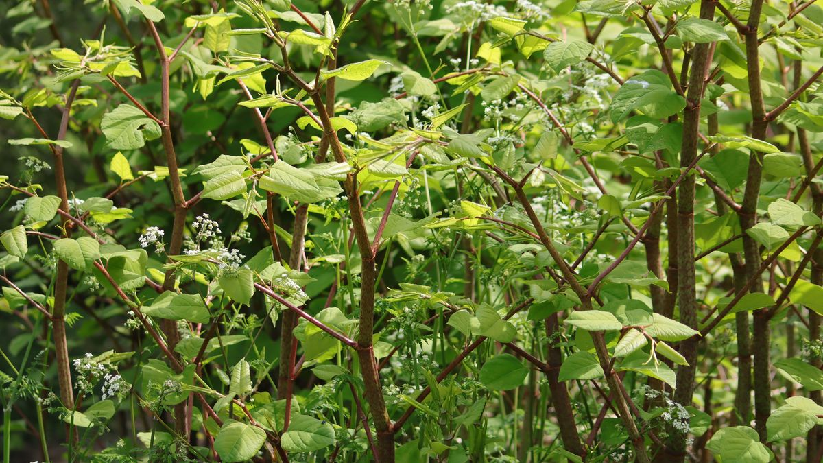Japanese knotweed identification: Do you know how to spot this plant in ...