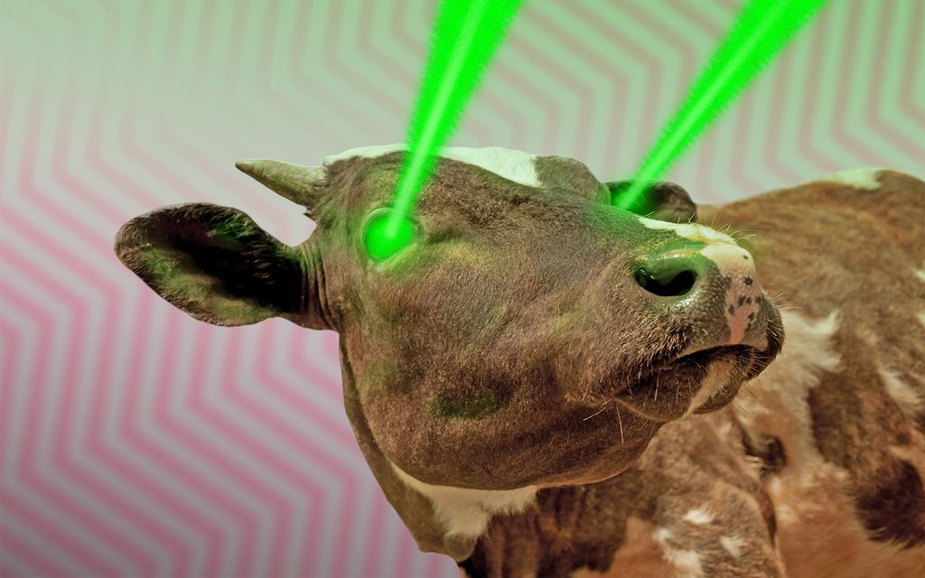 Cow Eyes with Frickin' Laser Beams Could Aid Security | Live Science
