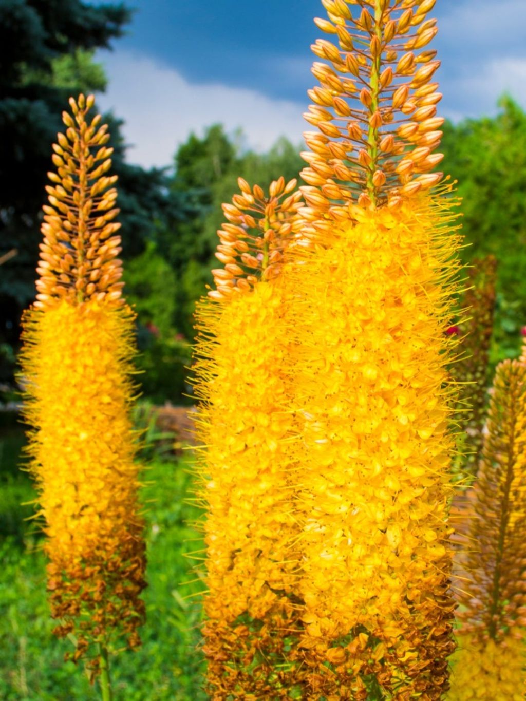 Foxtail Lily Care - How To Plant Foxtail Lilies | Gardening Know How