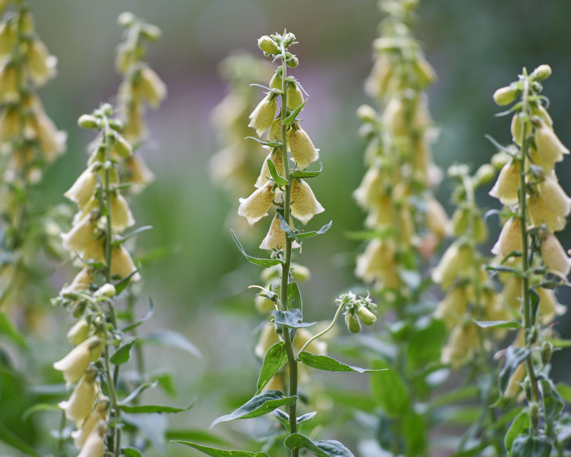 Foxgloves care and growing guide: tips for beautiful blooms | Gardeningetc