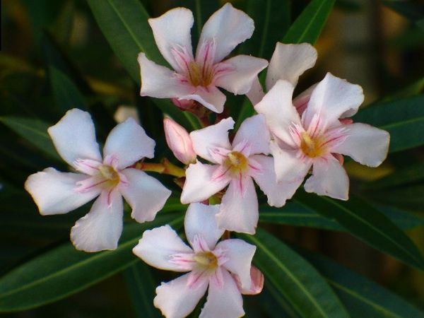 Naughty by Nature: The Most Disgusting and Deadly Flowers | Live Science