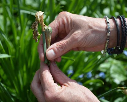 How to deadhead daffodils: tips for when and why to do it | Homes and ...