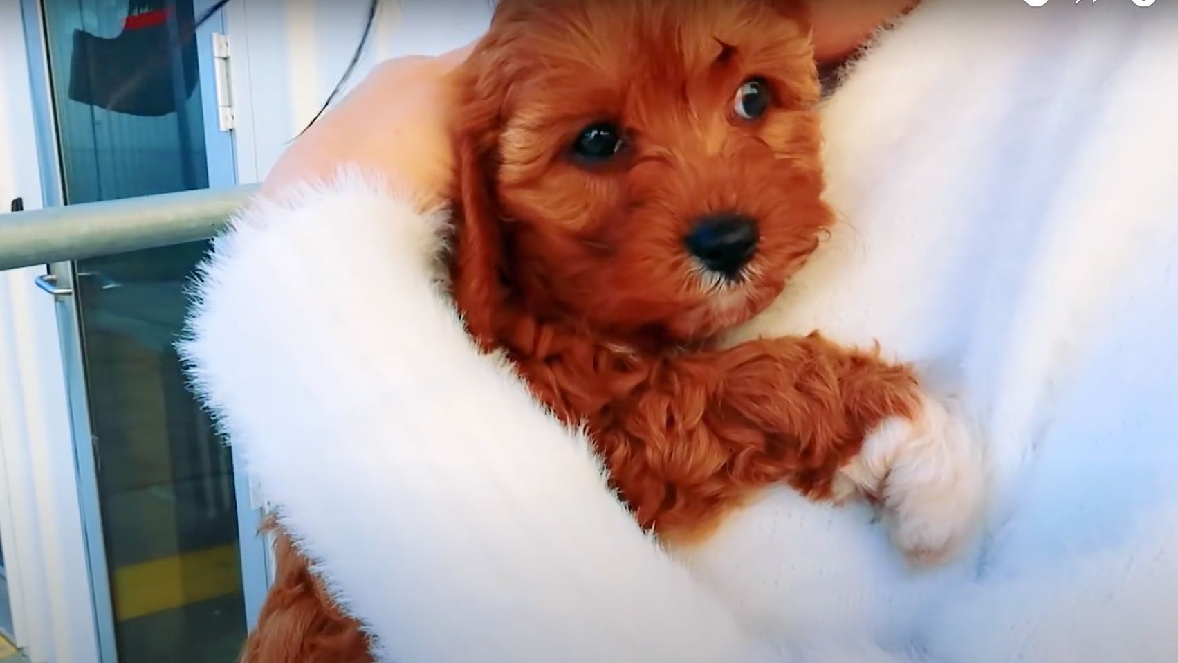 How did Norris Nuts dog die? Fans grieve for YouTube star | PetsRadar