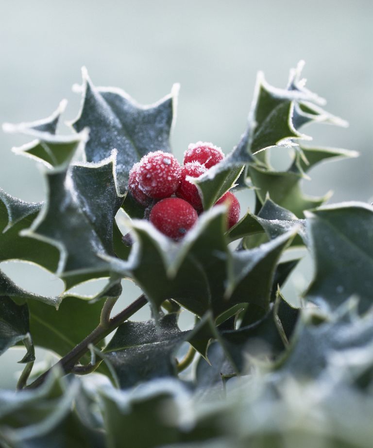 The best foliage for Christmas decor: 8 types | Homes and Gardens