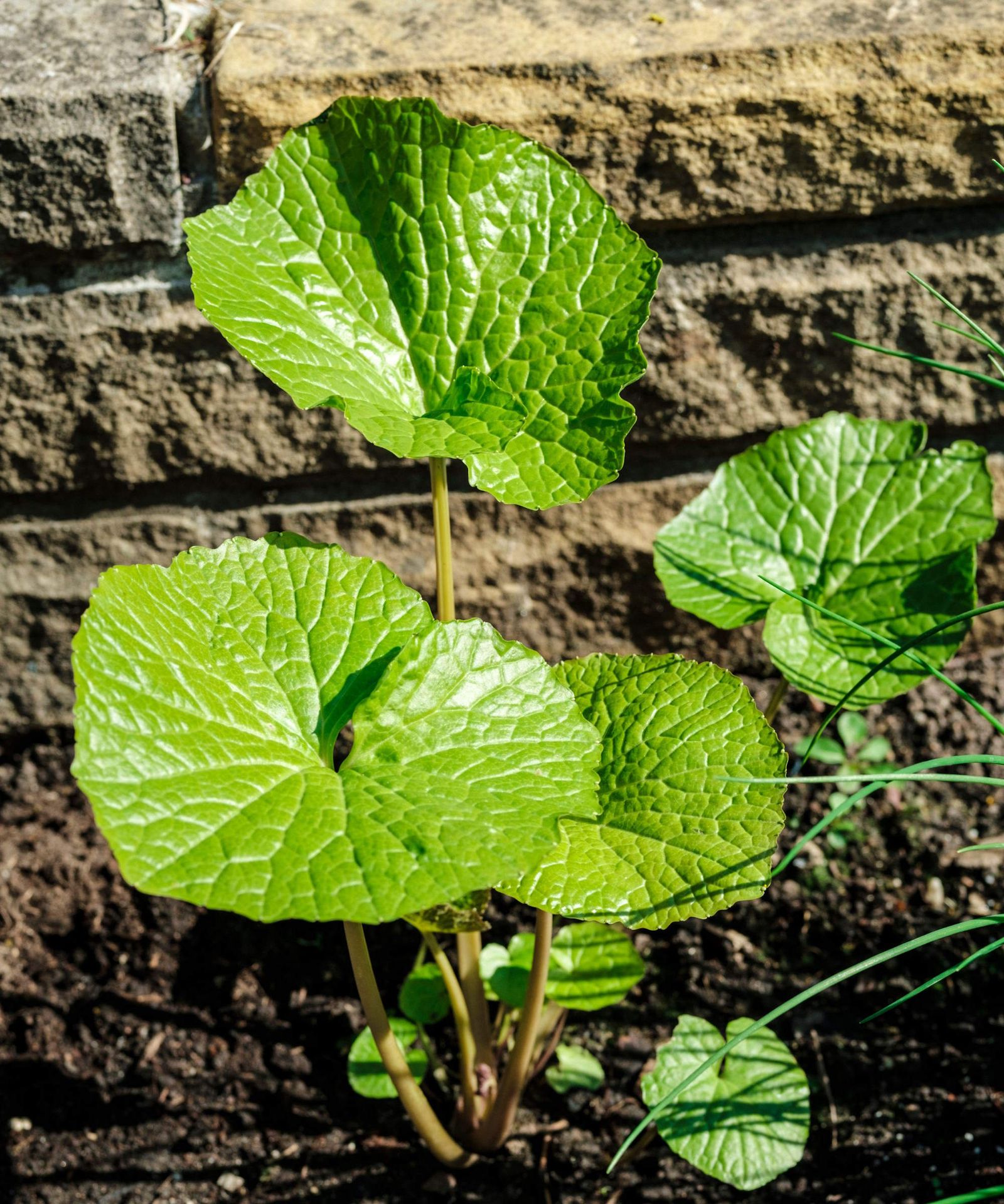 How to grow wasabi – expert tips for success | Homes and Gardens